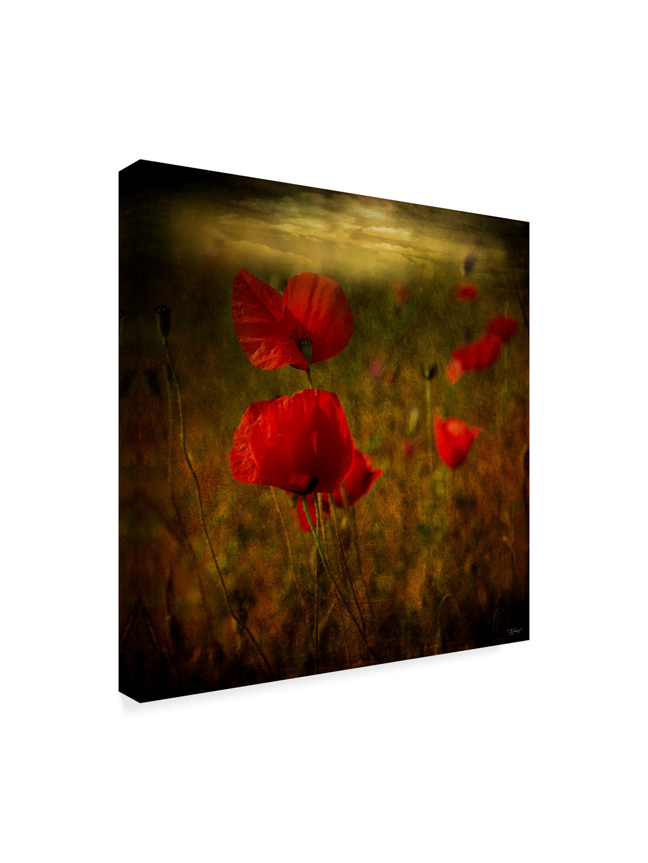 Barbara Simmons 'Fields Of Red II' Canvas Art, 14"x14" - Farmhouse ...