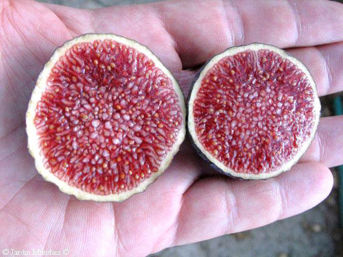 Mundani Botanical Garden