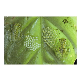 "Reticulated Glass Frogs guarding eggs, Costa Rica" Paper Art, 20"x14 ...