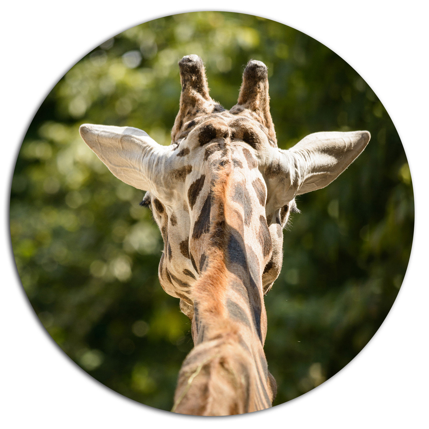 Giraffe Head Back View, Animal Disc Metal Wall Art, Disc of 11 inch ...