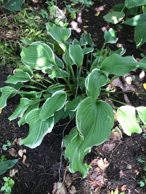 Hosta Identification?