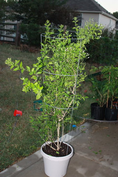 Jasmine molle; Jasmine sambac 'Flore Plena'