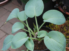 Hosta C 2023 .............................