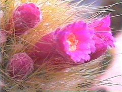 Cultivating small growing cacti of Eastern Brazil