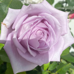 Who Grows Moonlight Magic HT Rose? | Houzz Forum