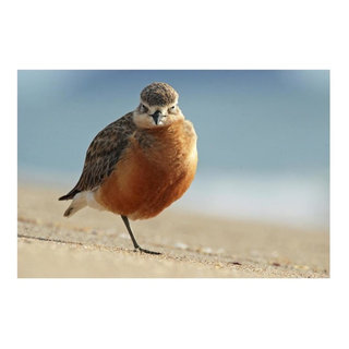 "Red-breasted Plover, Coromandel Peninsula, New Zealand" Paper Art, 20 ...