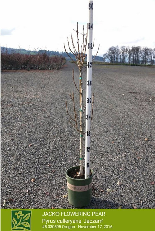 Would you trim the lower branches off of this Jack Flowering Pear tree