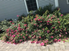 Your Complete Guide to Fall Rose Care