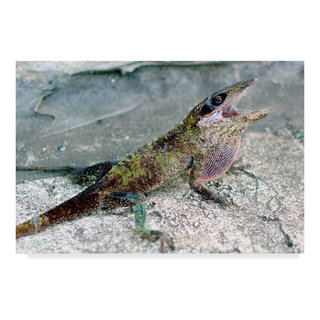 Audrey 'Lizard' Canvas Art, 30"x47" - Contemporary - Prints And Posters ...