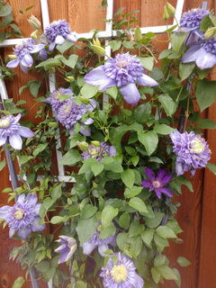 2019 Clem flower show