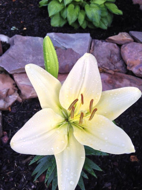 New to Lillies, help with identification please!