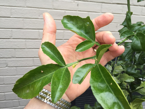 Citrandarin breezed through our zone 8 winter this year.