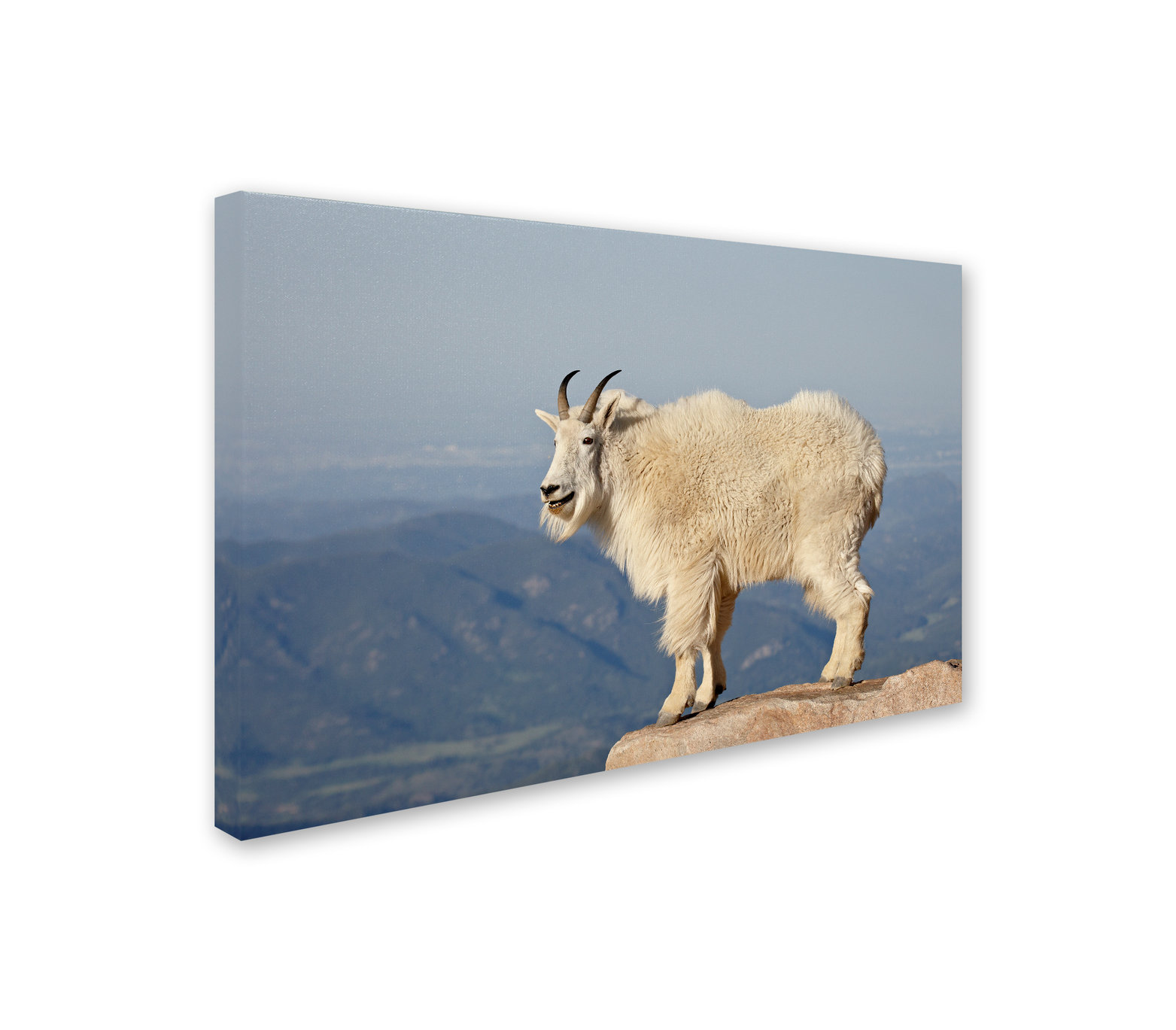 "Goat" by Robert Harding Picture Library, Canvas Art, 22"x32" - Rustic ...
