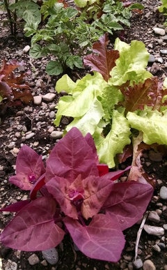 Lettuce Alternatives