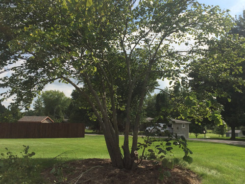 Pruning multi-stem Redbud