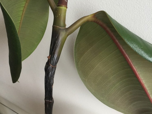 rubber-plant-dying-houzz-uk