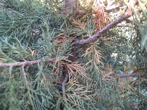 Juniper trees with browning at the center | Houzz Forum