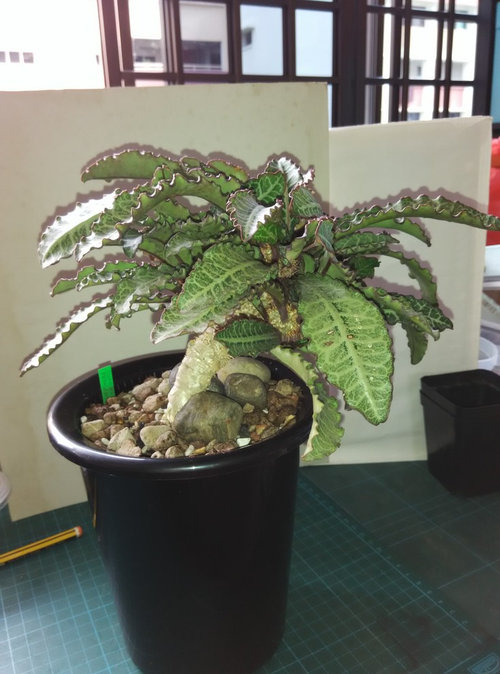 Fat plants, Caudiciform or Caudex Collectors