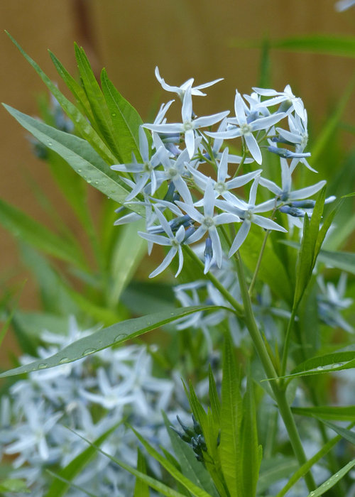 Amsonia... which species?