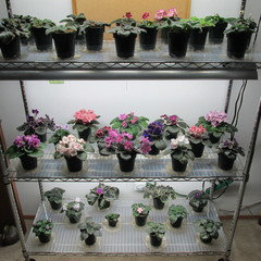 May I see your African Violet displays?