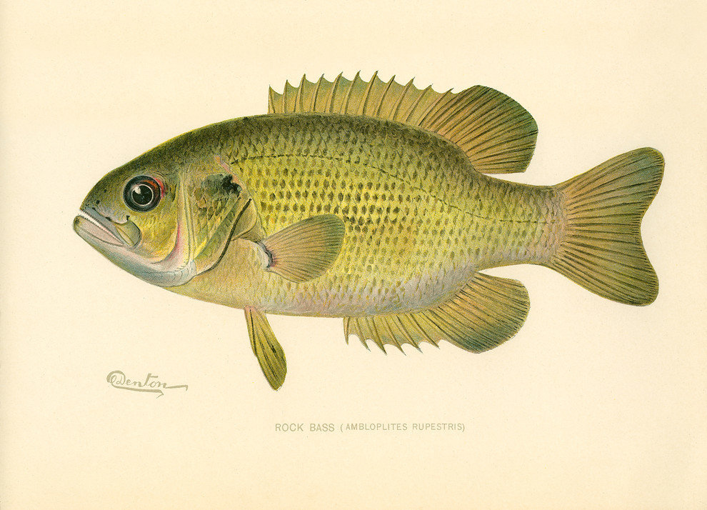 Rock Bass Print, 16" x 20" - Contemporary - Prints And Posters - by ...