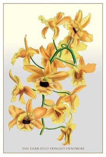 The Dark-Eyed Fringed Dendrobe, 20" x 30" - Traditional - Prints And ...