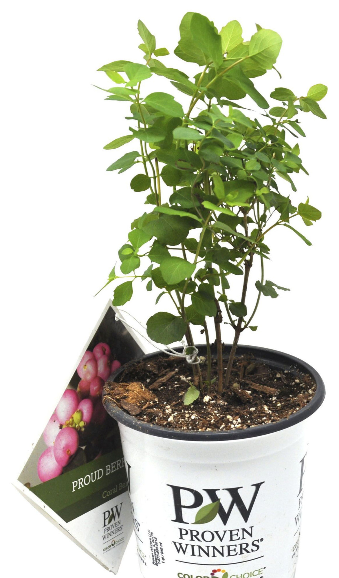 Proud Berry Coral Berry Symphoricarpos Sp., 4.5" - Plants - by Winter ...