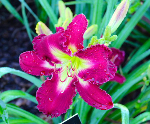 Some of Ron Reimer's and a Few Others from Today