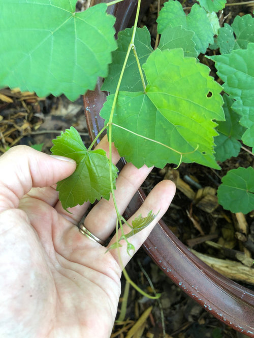 Wild Grape Vine