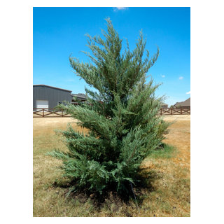 Evergreen Trees & Shrubs - Landscape - Dallas - by Treeland Nursery | Houzz