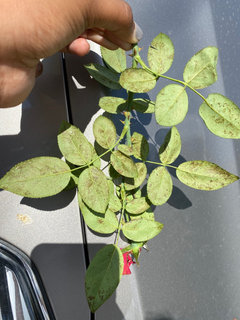 EMERGENCY ROSE RESUSCITATION HELP PLEASE