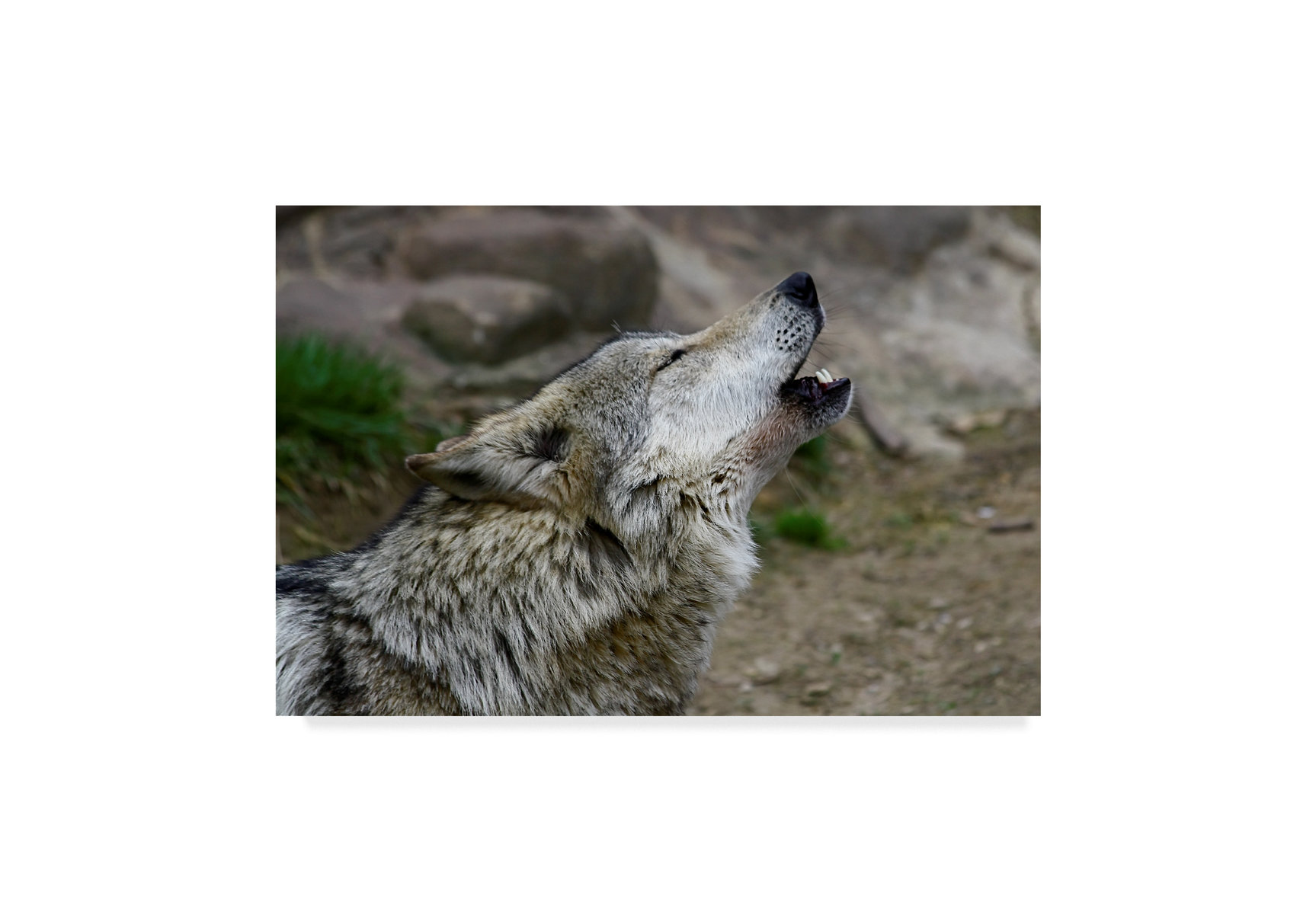 Galloimages Online 'Mexican Wolf Howling' Canvas Art, 32"x22" - Rustic ...