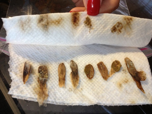 Mold on seeds.... Help!!