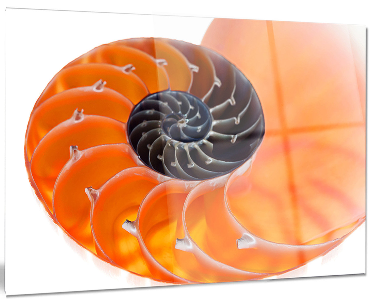 "Orange Nautilus Shell" Glossy Metal Wall Art, 28"x12" - Beach Style ...
