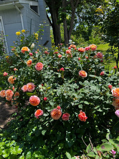 Jalbert roses at Chamblees | Houzz Forum