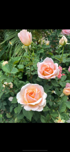 Heirloom Roses - still good as they used to be? | Houzz Forum