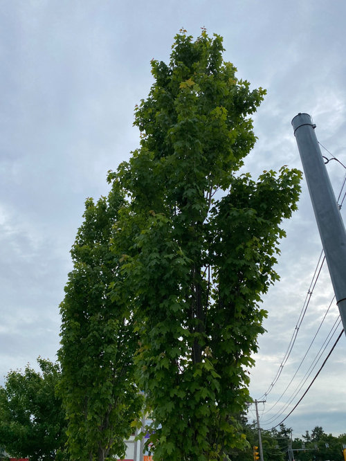 Help to identify these upright trees?