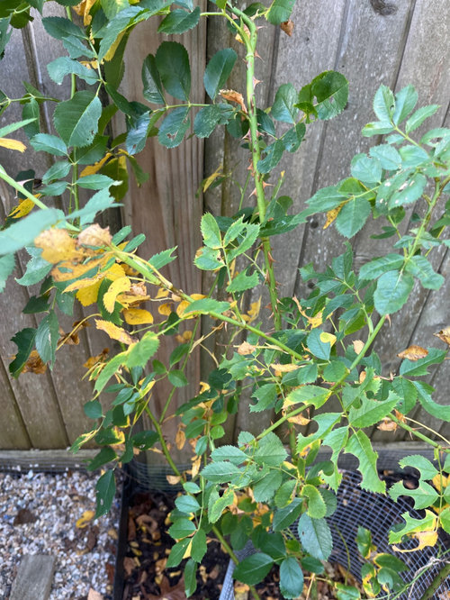 transplanted rose yellowing leaves