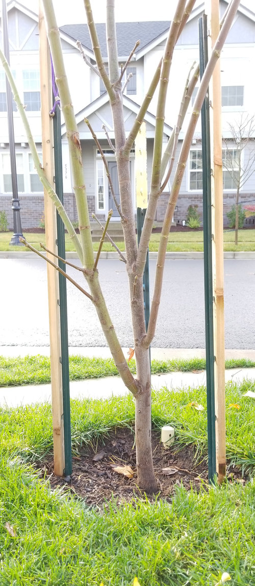 Tree shape and tree wound