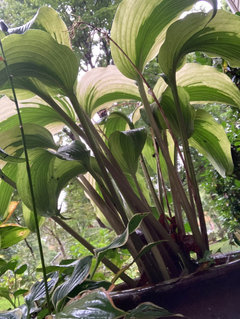 Hosta M 2021 ....................