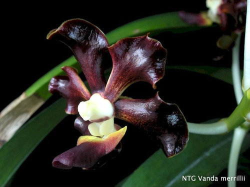 Vanda merrillii