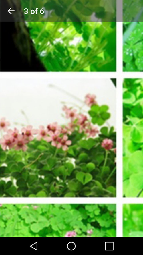 "Unique four leaf clover"