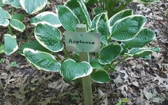 Trip to Fox Hosta Farm | Houzz Forum
