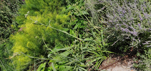 Garden plant id? Soft lime green plant