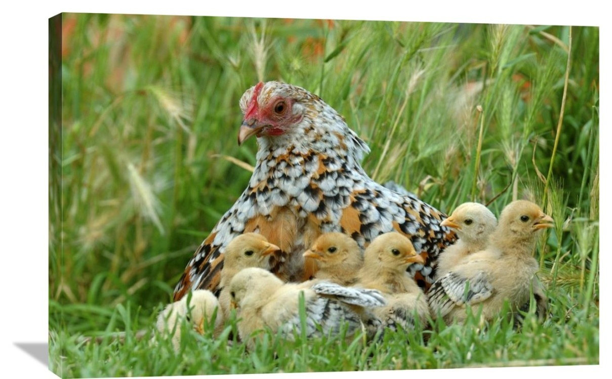 "Fowl With Chicks" Artwork, 36" x 24" - Farmhouse - Prints And Posters ...