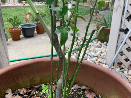 New shoots off of base of lemon tree. Are these lemon suckers?
