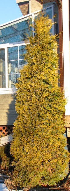Fast growing, yellow Thuja occidentalis?