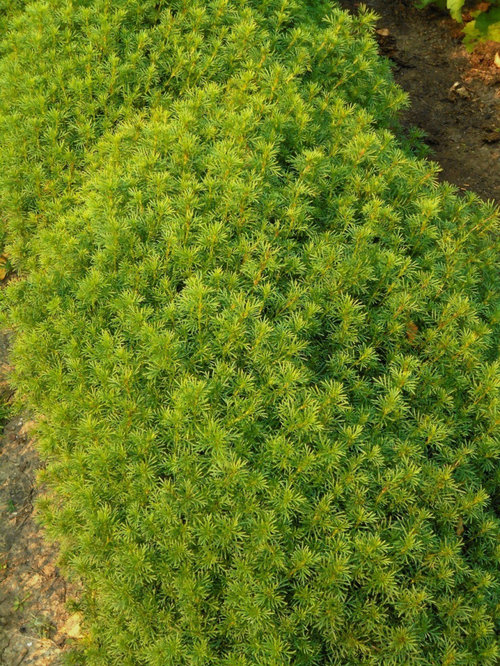 Herb Marigold 'Dropshot', a nice texture in the landscape.