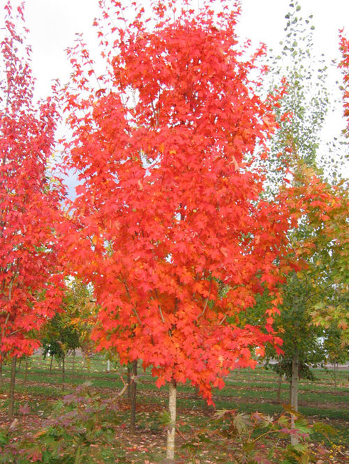 Does anyone have an 'Autumnfest' Sugar Maple?