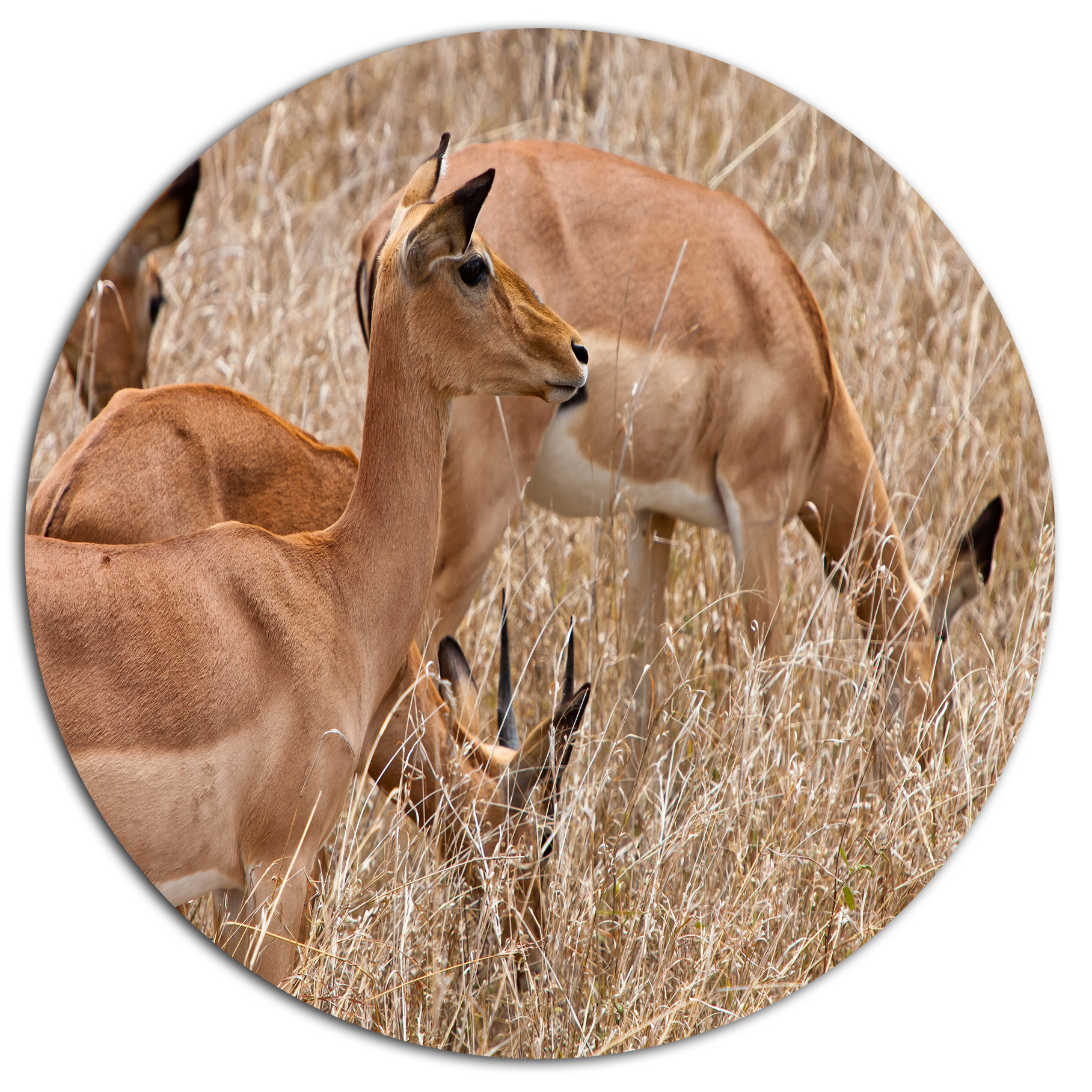 Grants Gazelles Grazing In Grassland, Animal Disc Metal Wall Art, Disc ...